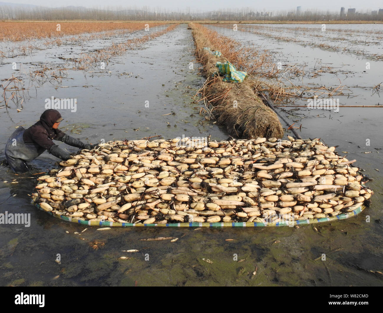 Punan hi-res stock photography and images - Alamy