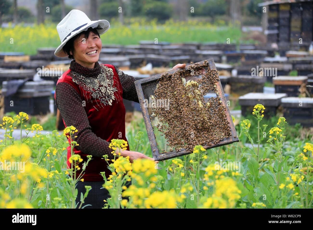 Chinese honey bees hi-res stock photography and images - Alamy