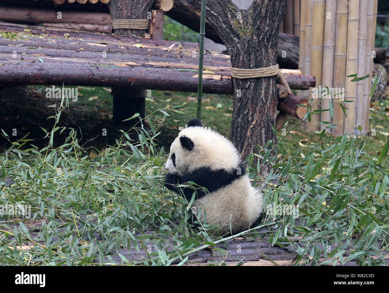 A giant panda cub performs pole dancing around a bamboo pole after ...