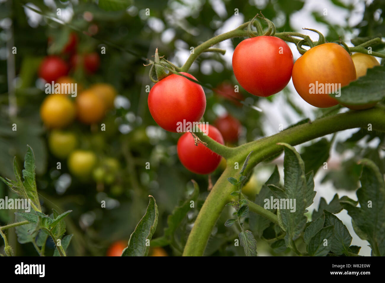 Tomatoes Ripening on the Vine. Tomato plants and ripe tomatoes growing ...