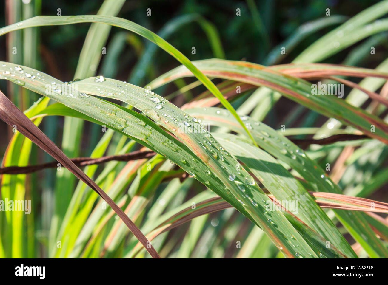 Brown rain hi-res stock photography and images - Alamy