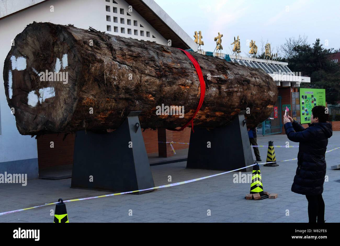 A visitor takes photos of a piece of a giant phoebe nanmu tree at ...