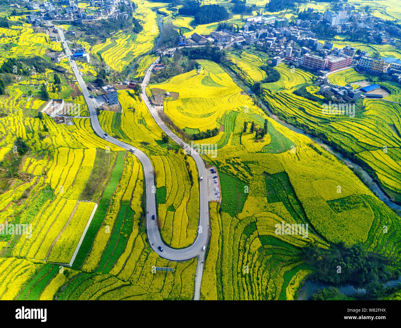 Aerial view of rapeseed fields in Luoping county, Qujing city ...