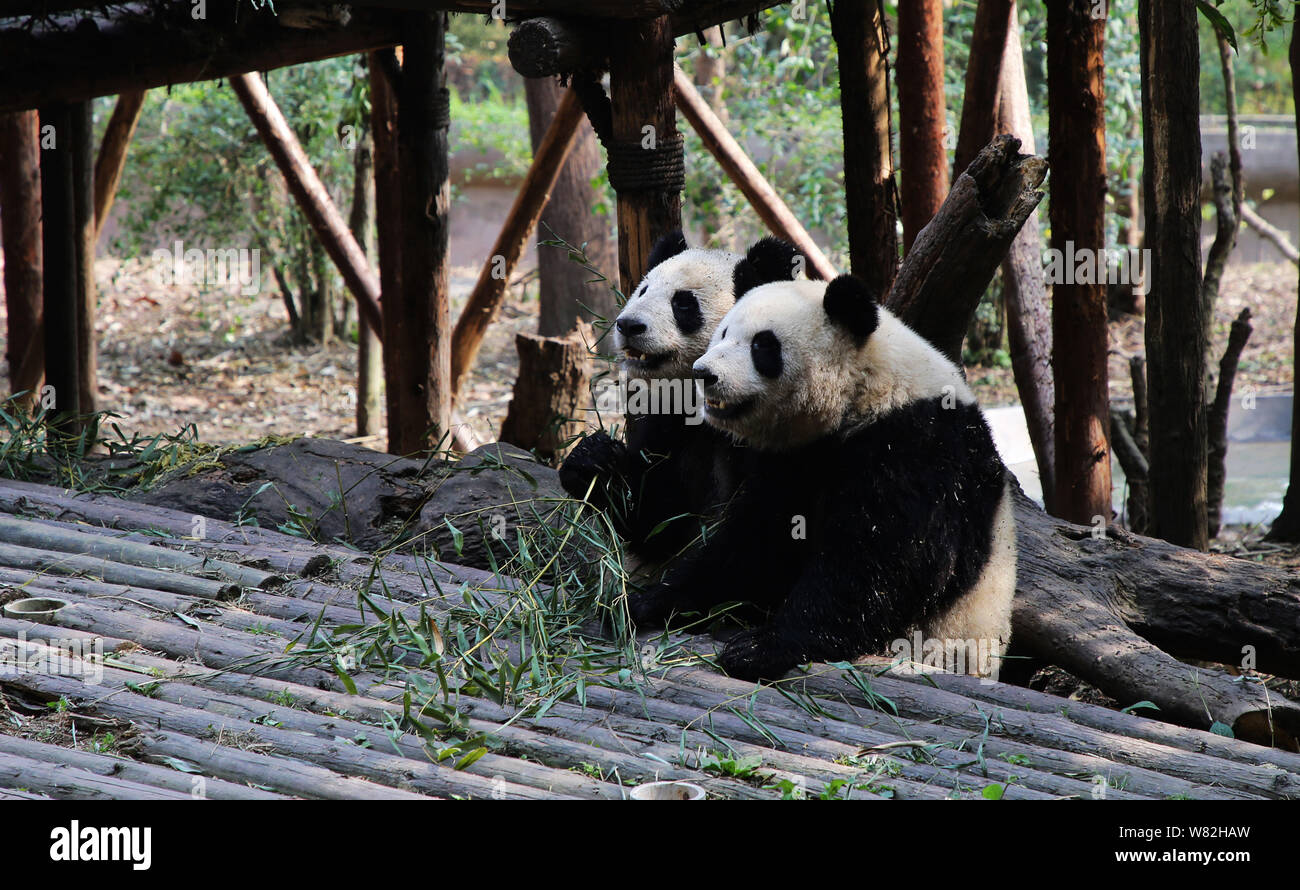 Giant pandas eat bamboo at the Chengdu Research Base of Giant Panda ...