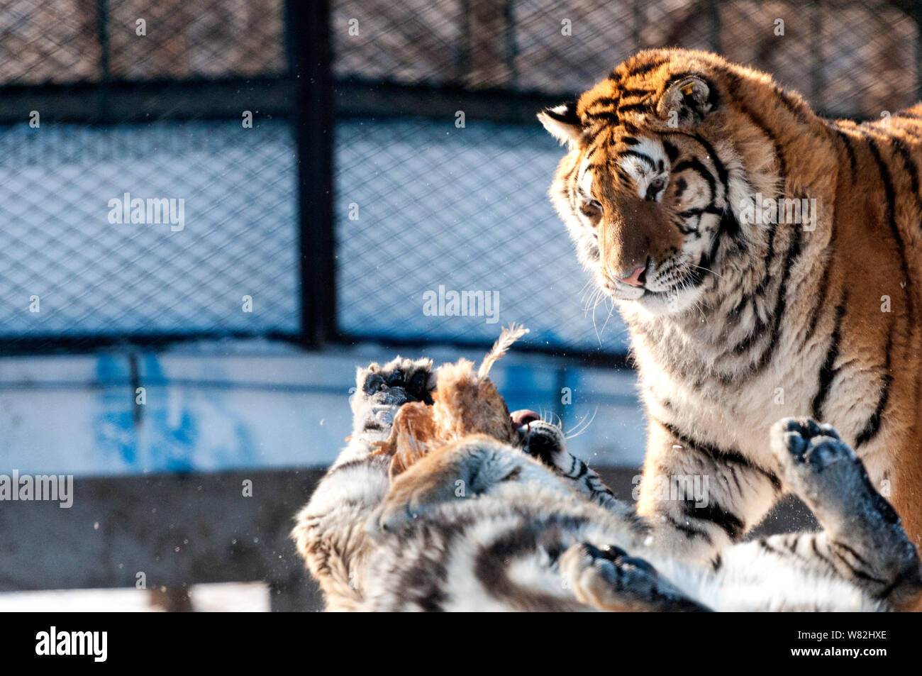 --FILE--Obese Siberian tigers enjoy the sun at the Siberian Tiger Park ...