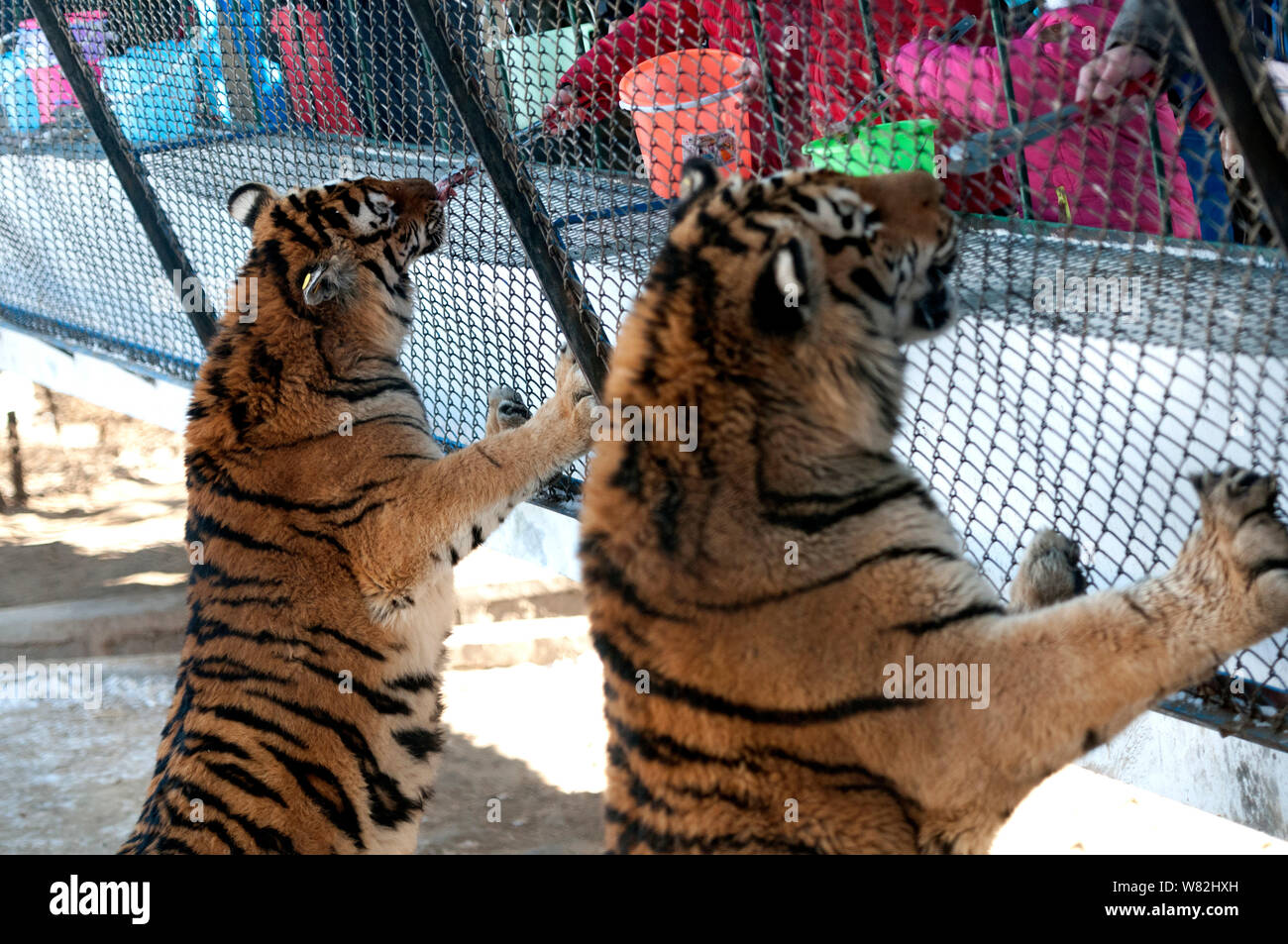 --FILE--Obese Siberian tigers enjoy the sun at the Siberian Tiger Park ...