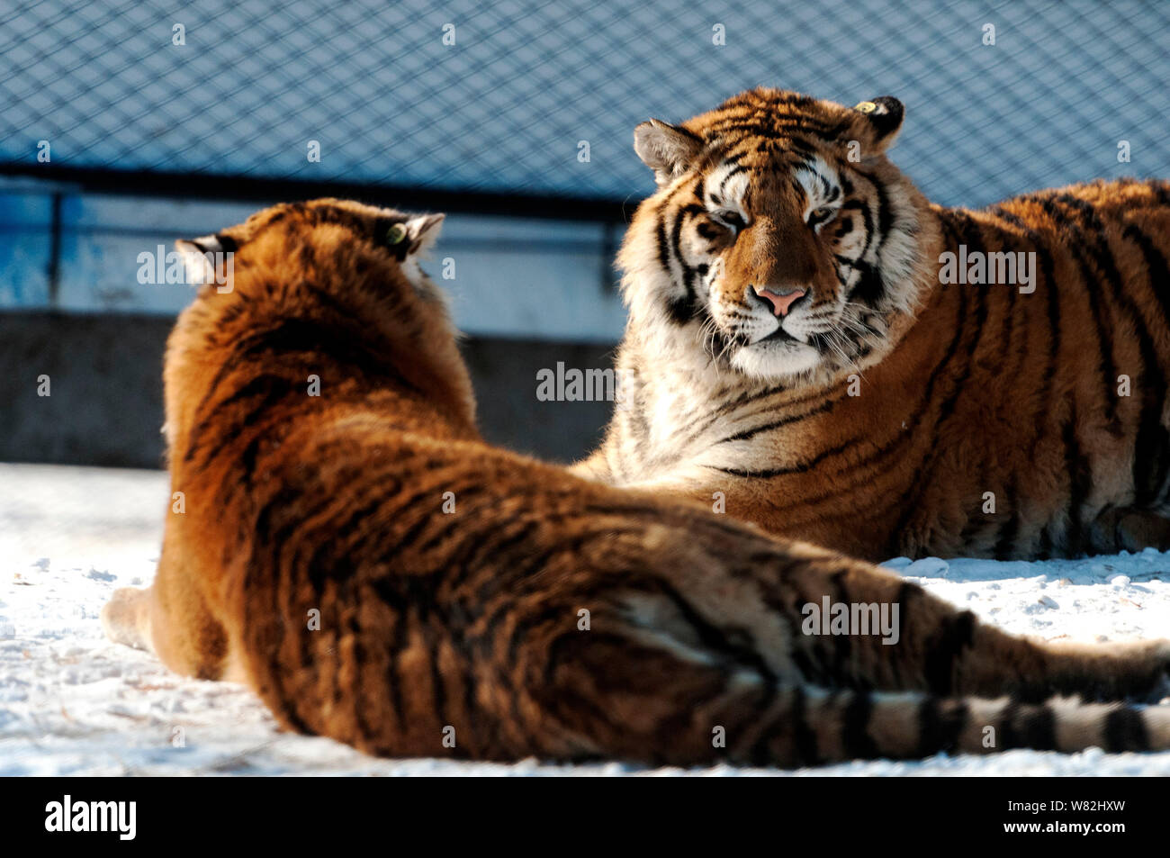 --FILE--Obese Siberian tigers enjoy the sun at the Siberian Tiger Park ...
