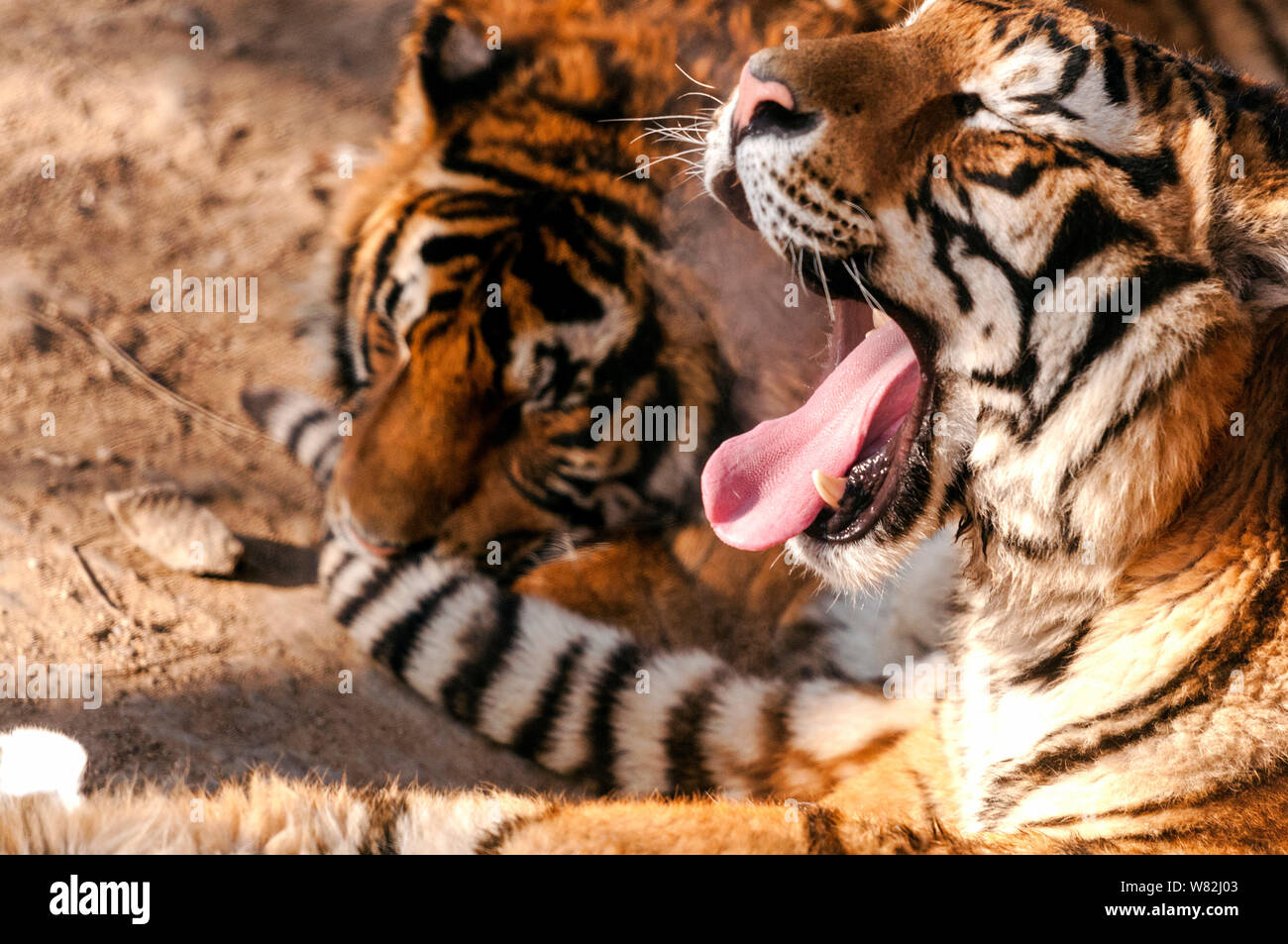 --FILE--An obese Siberian tiger yawns as it enjoys the sun at the ...