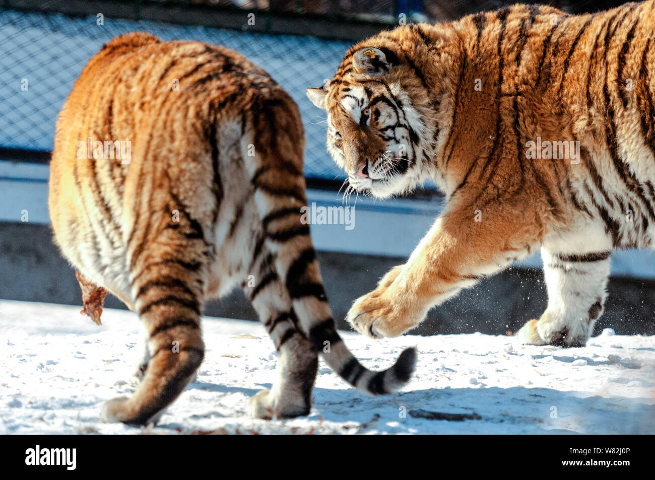--FILE--Obese Siberian tigers enjoy the sun at the Siberian Tiger Park ...