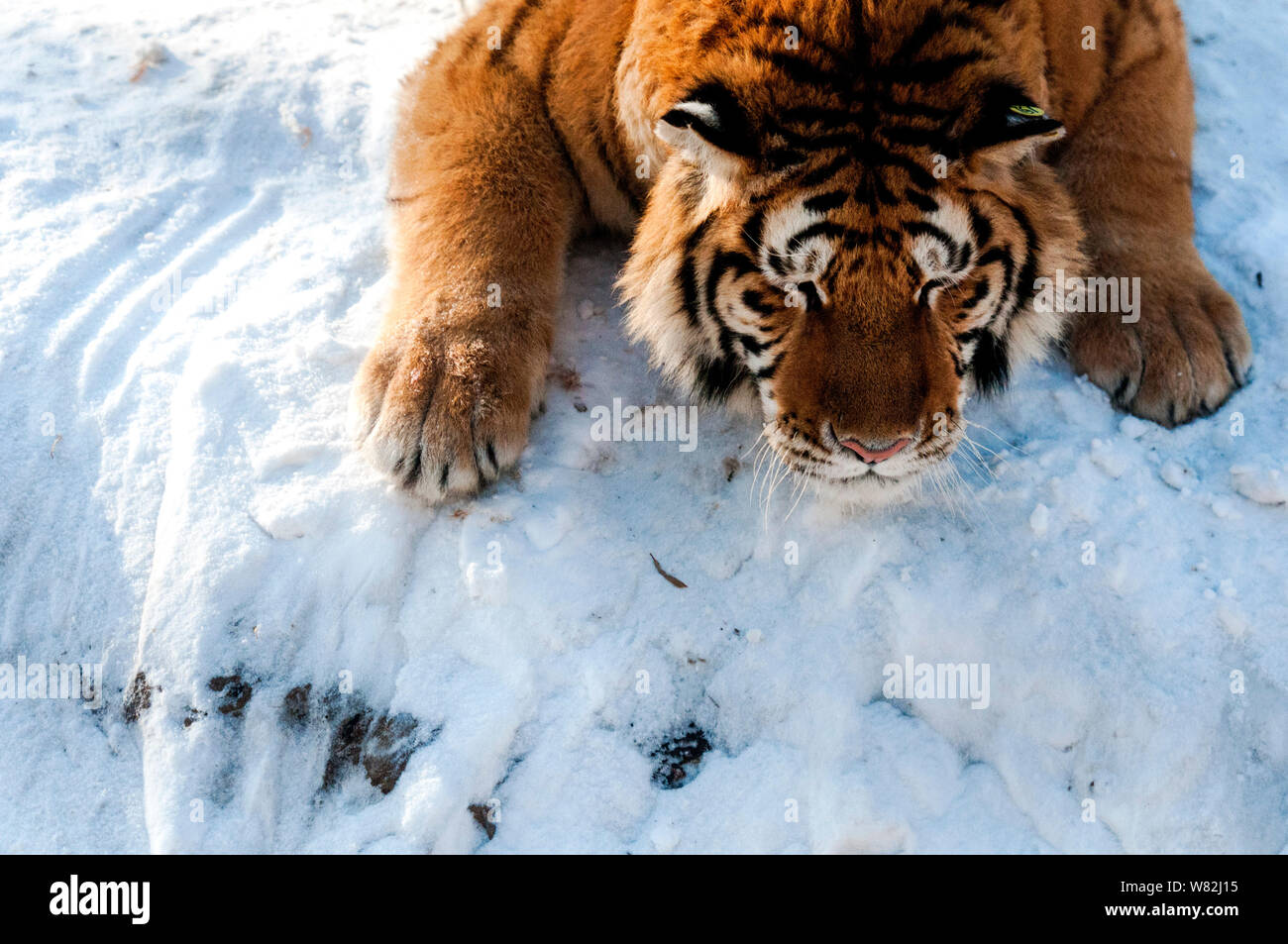 --FILE--An obese Siberian tiger enjoys the sun at the Siberian Tiger ...