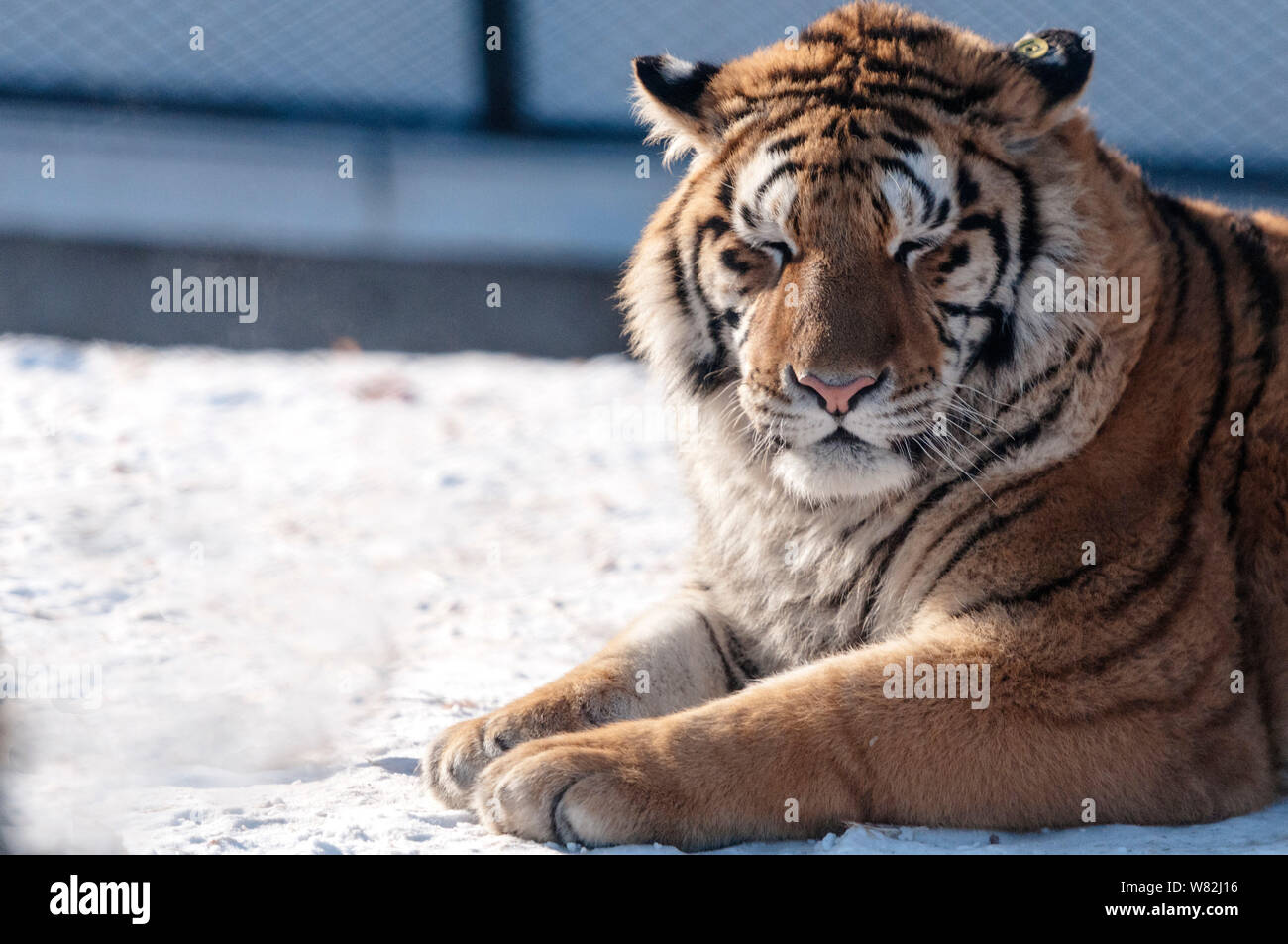 --FILE--An obese Siberian tiger enjoys the sun at the Siberian Tiger ...
