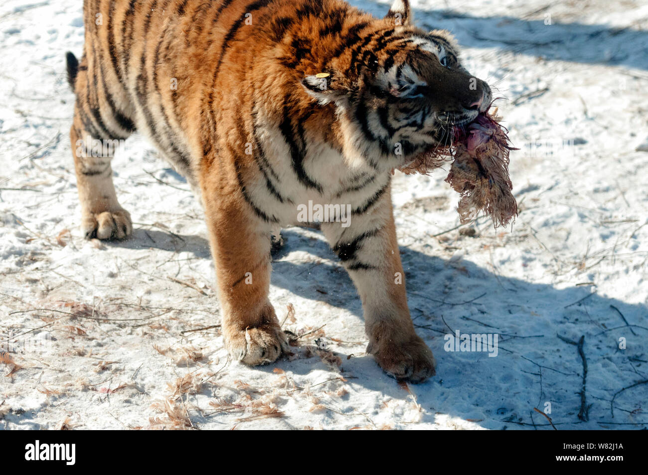 --FILE--An obese Siberian tiger enjoys the sun at the Siberian Tiger ...