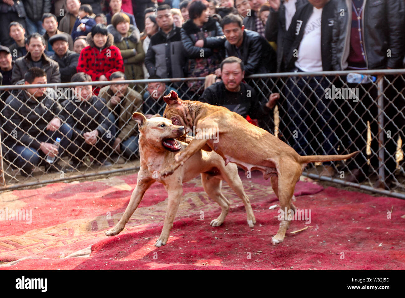 Watch Pitbull Fights