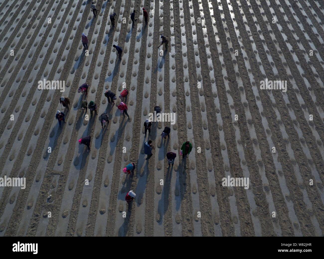 Aerial view of spring ploughing in Bayingolin Mongol Autonomous ...