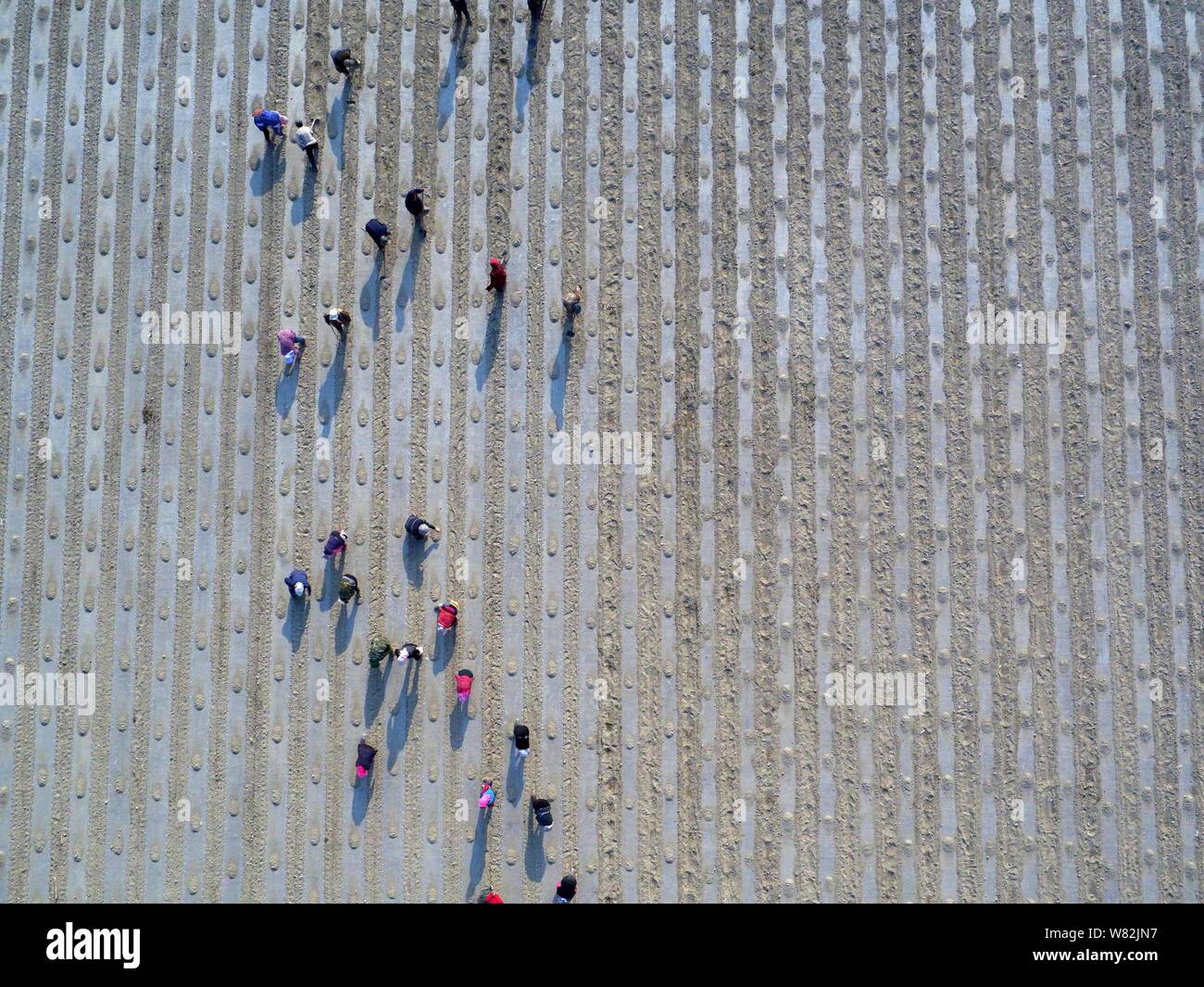 Aerial view of spring ploughing in Bayingolin Mongol Autonomous ...