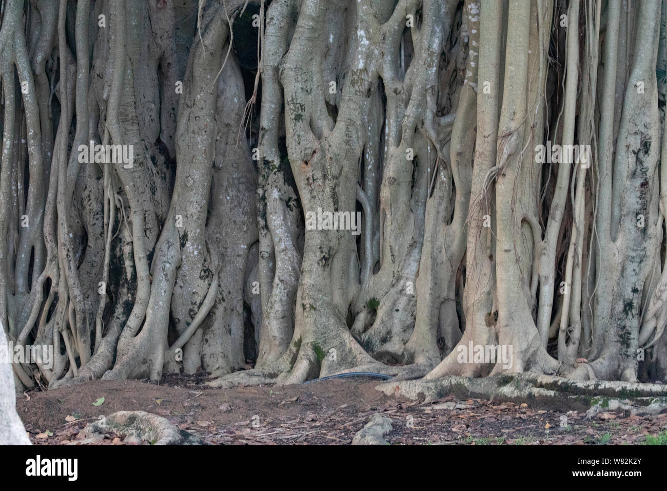Aerial roots fig hi-res stock photography and images - Alamy