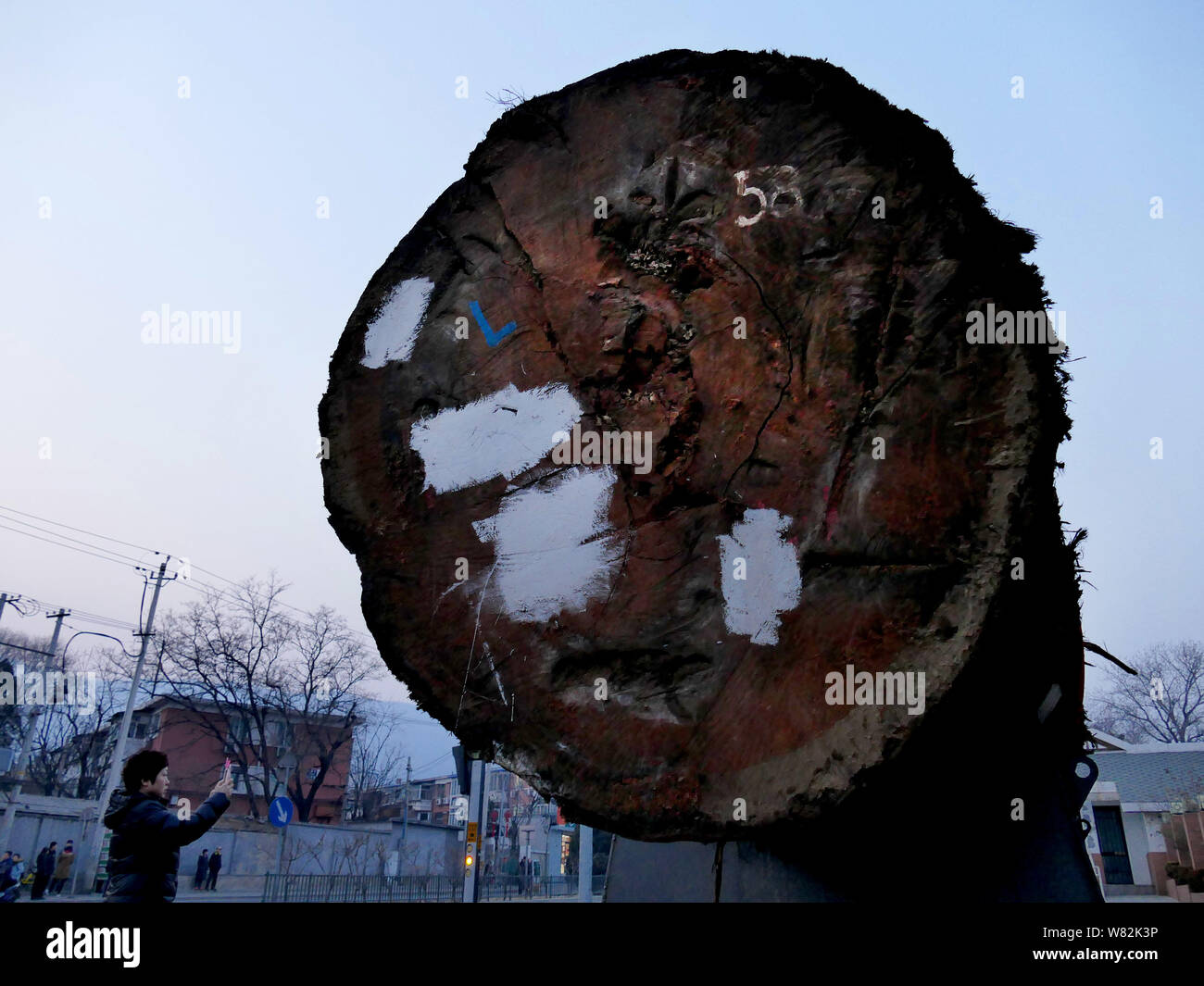 A visitor takes photos of a piece of a giant phoebe nanmu tree at Beijing Botanical Garden ...