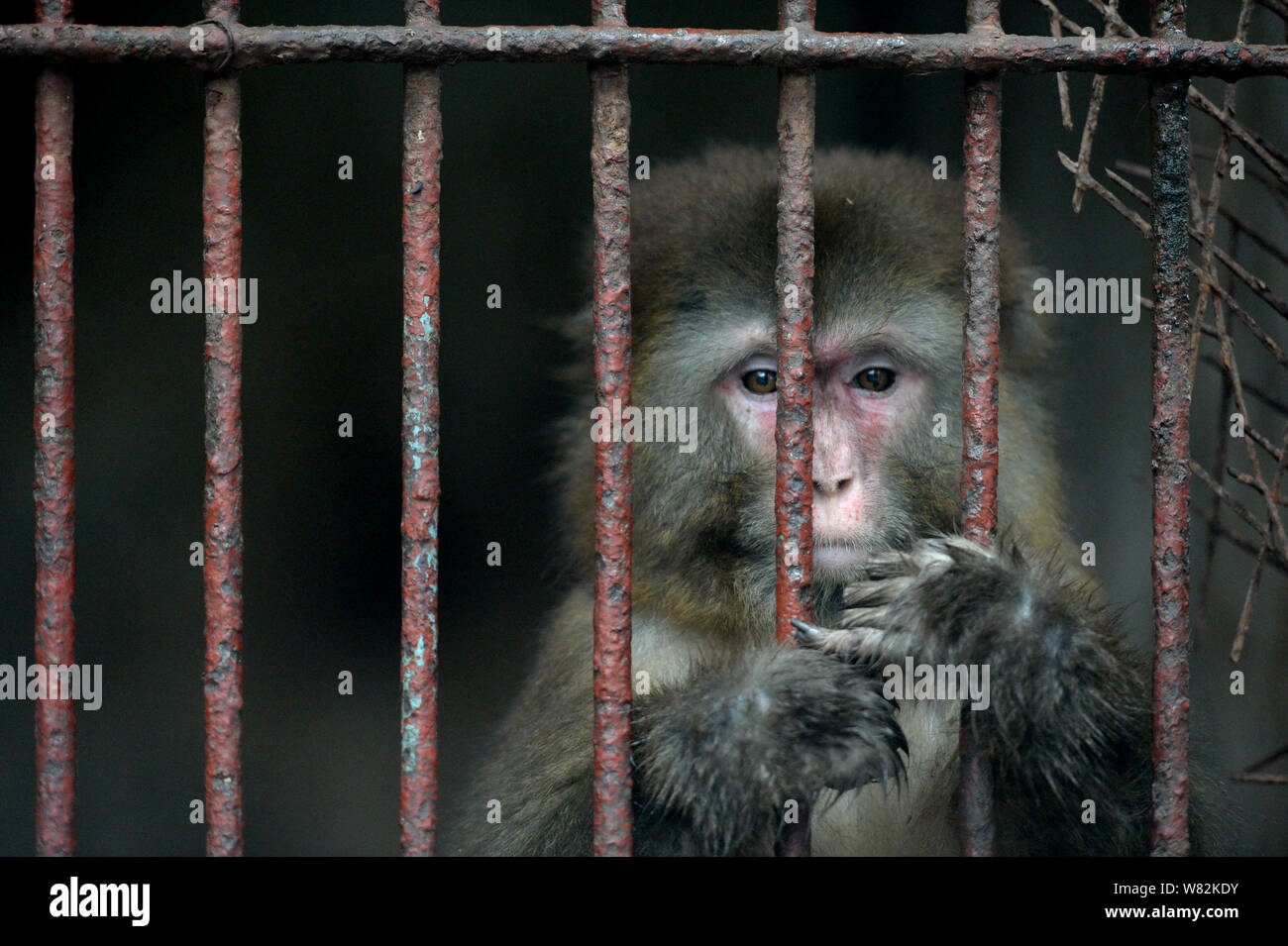 A monkey looks out of a cage at the one-man zoo operated by Chinese zoo ...