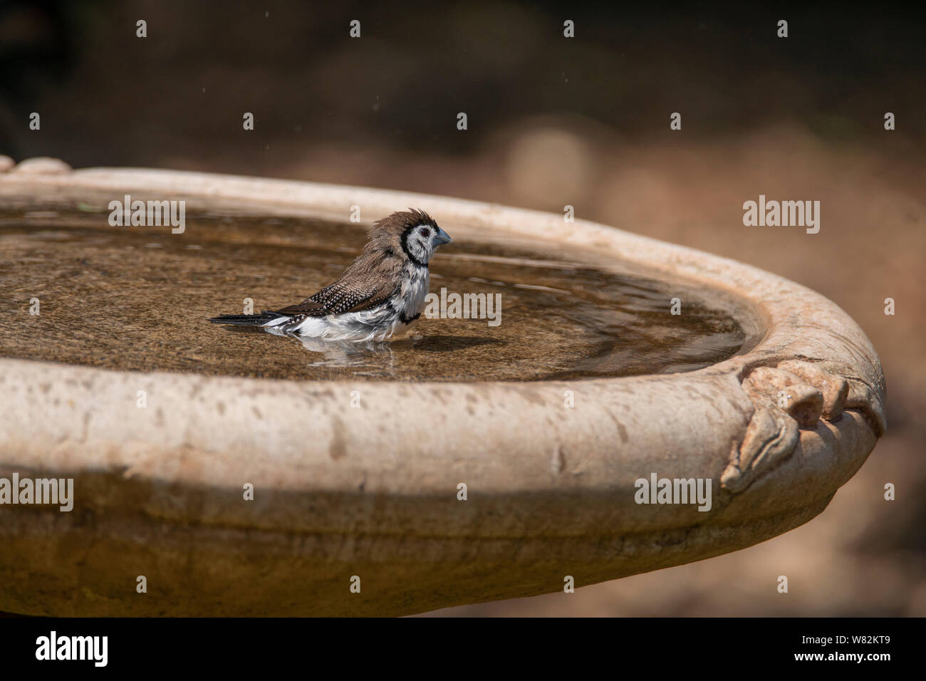 Finch bird bath hi-res stock photography and images - Alamy