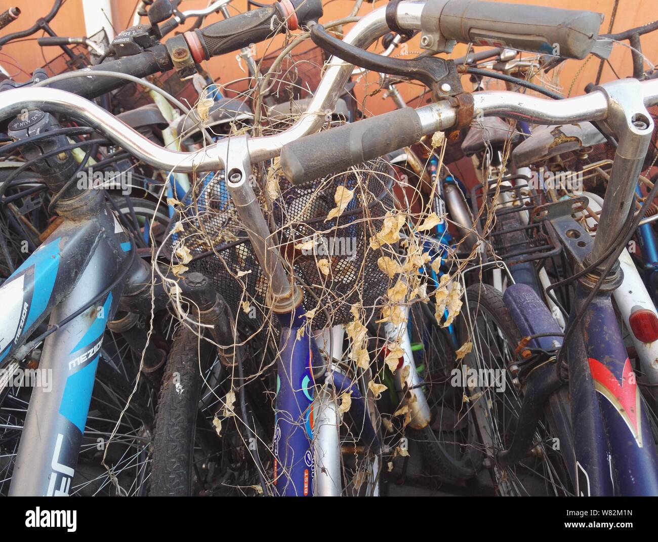 Broken and scrapped bicycles are parked on a square at the campus of ...