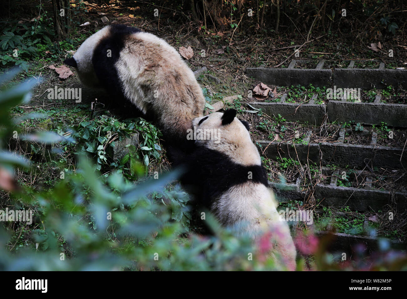 Giant pandas play at the Chengdu Research Base of Giant Panda Breeding in Chengdu city ...
