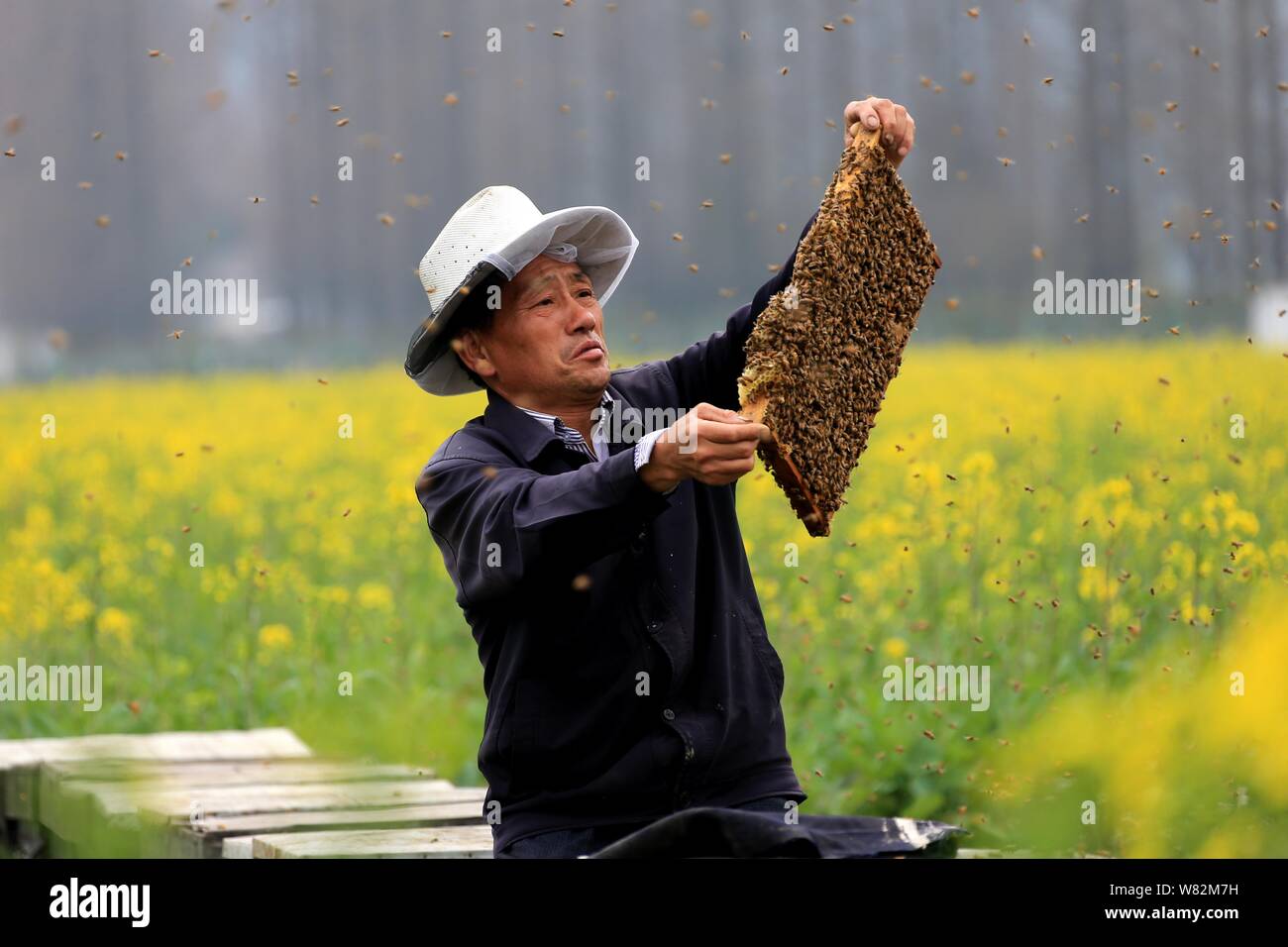 Chinese honey bees hi-res stock photography and images - Alamy