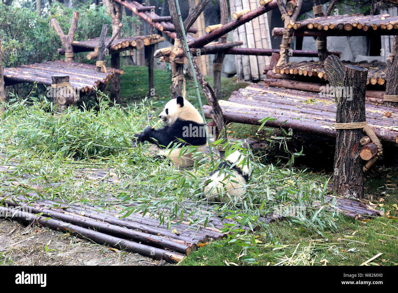 A giant panda eats bamboo as a cub performs pole dancing around a ...