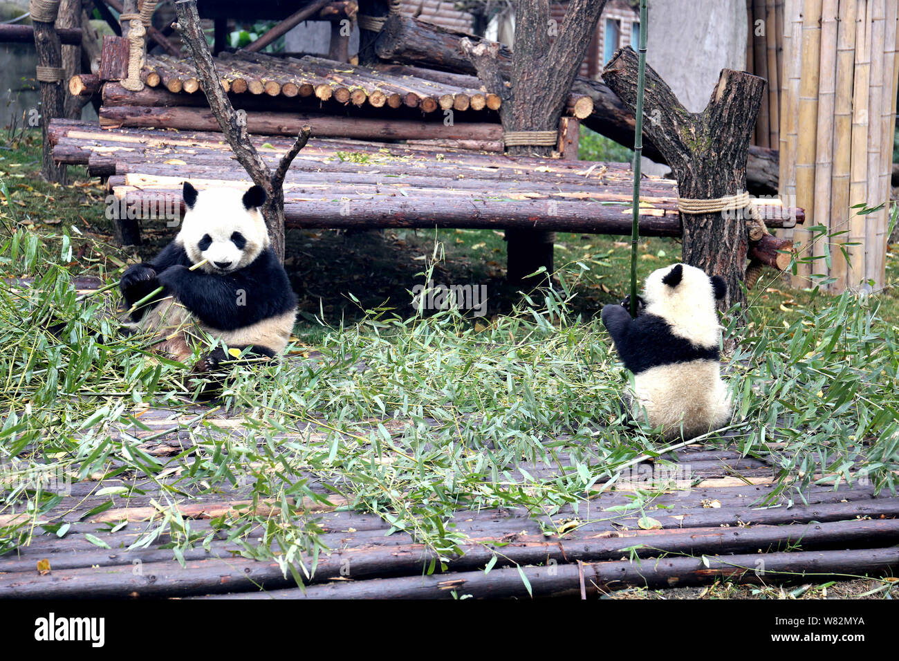 A giant panda eats bamboo as a cub performs pole dancing around a ...