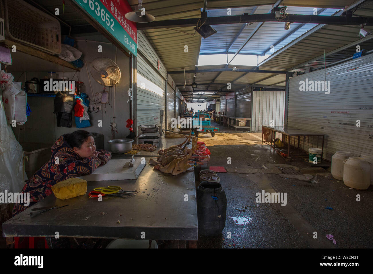 A Chinese vendor rests at her fowl stall at a free market after live ...
