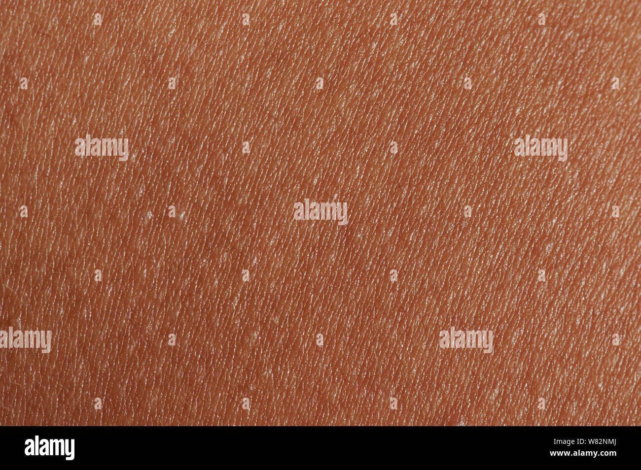 Brown Human Skin Texture