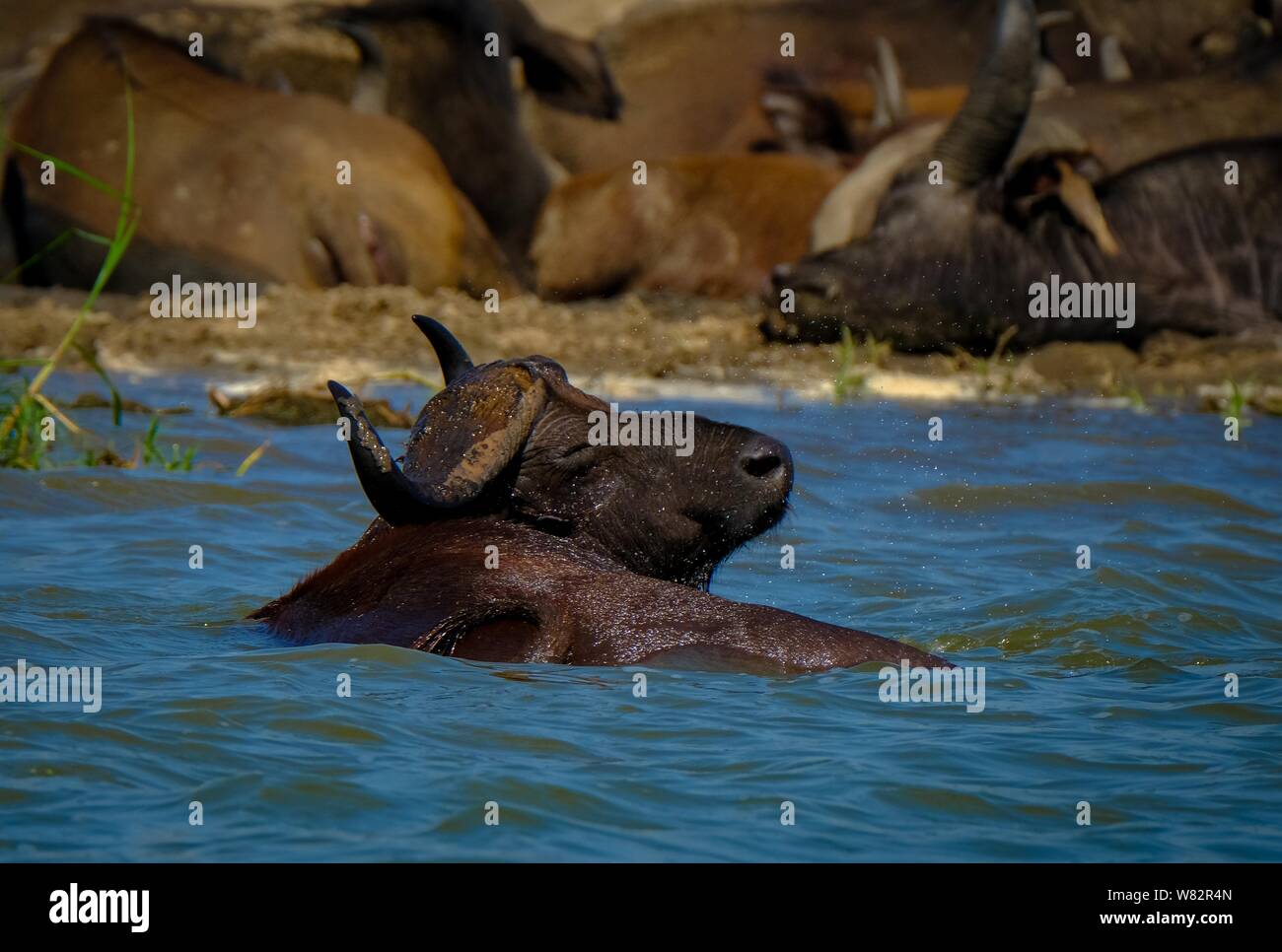 Asian water buffalo isolated hi-res stock photography and images - Alamy