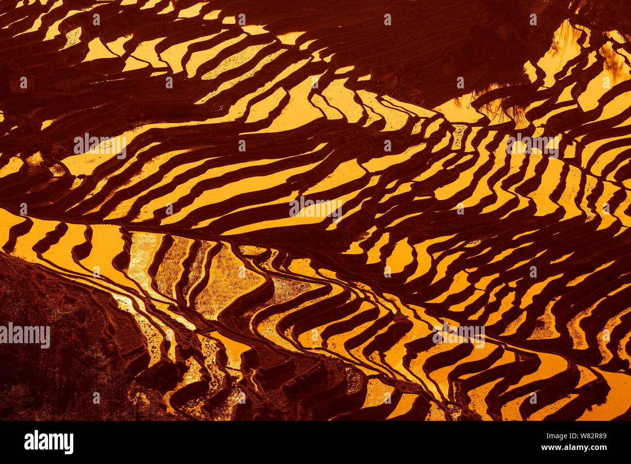 Landscape of terraced rice fields of the Honghe Hani Rice Terraces, one ...
