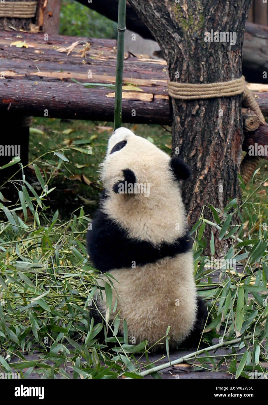 A giant panda cub performs pole dancing around a bamboo pole after ...