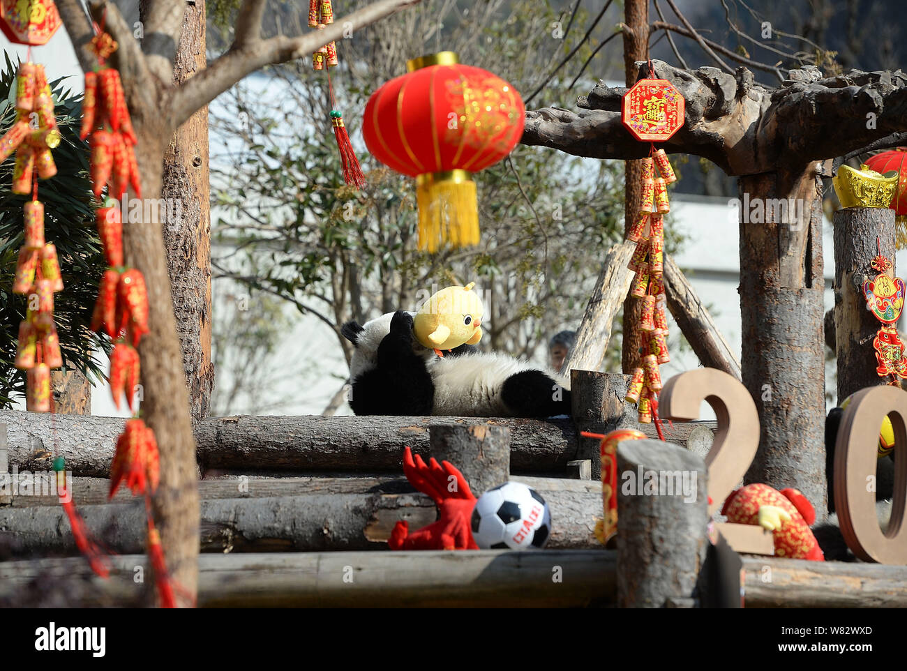 A giant panda cub plays at the Shenshuping breeding base of the China ...