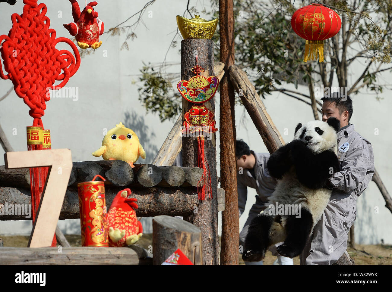 A Chinese employee carries a giant panda cub at the Shenshuping ...