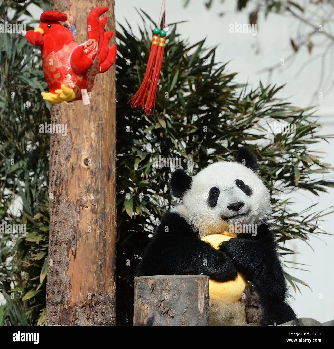 A giant panda cub plays at the Shenshuping breeding base of the China ...