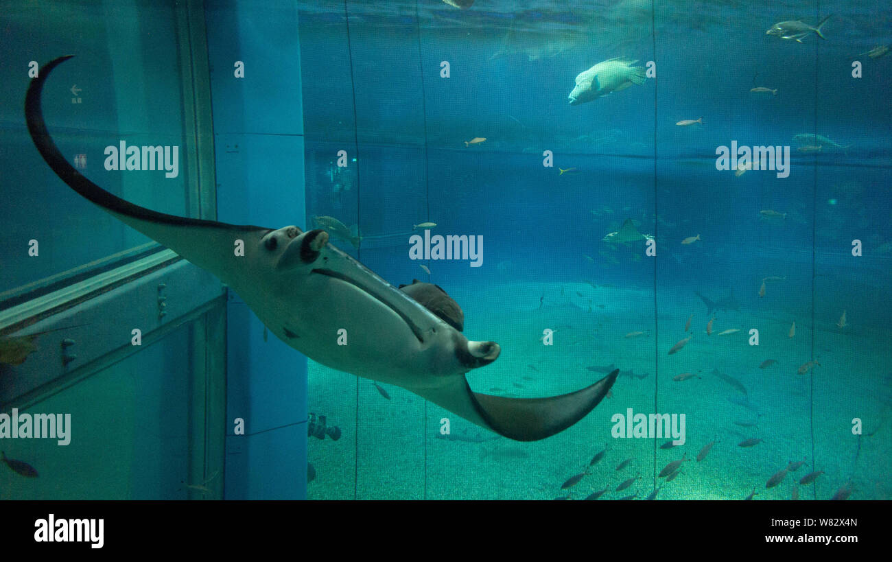Huge manta ray of Kaiyukan aquarium in Osaka, Japan Stock Photo - Alamy