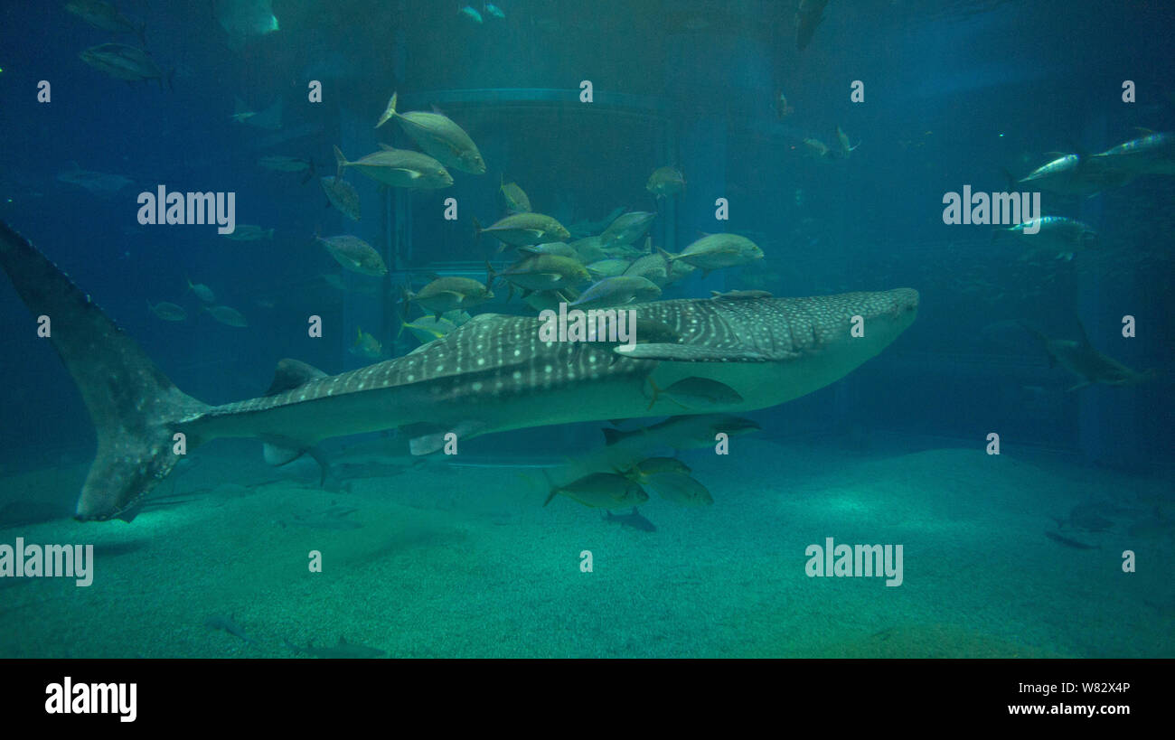 Huge whale shark and his minions Stock Photo - Alamy