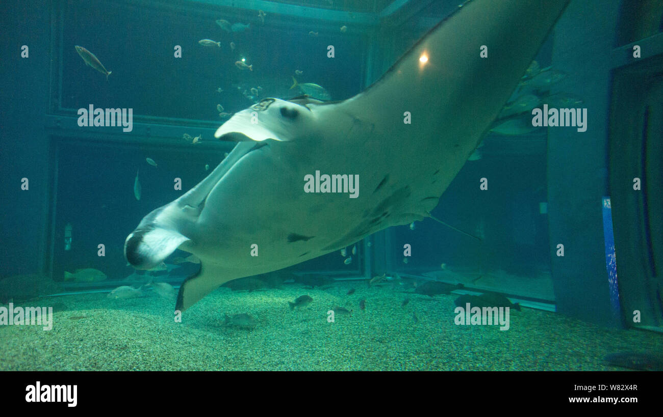 Huge manta ray of Kaiyukan aquarium in Osaka, Japan Stock Photo - Alamy