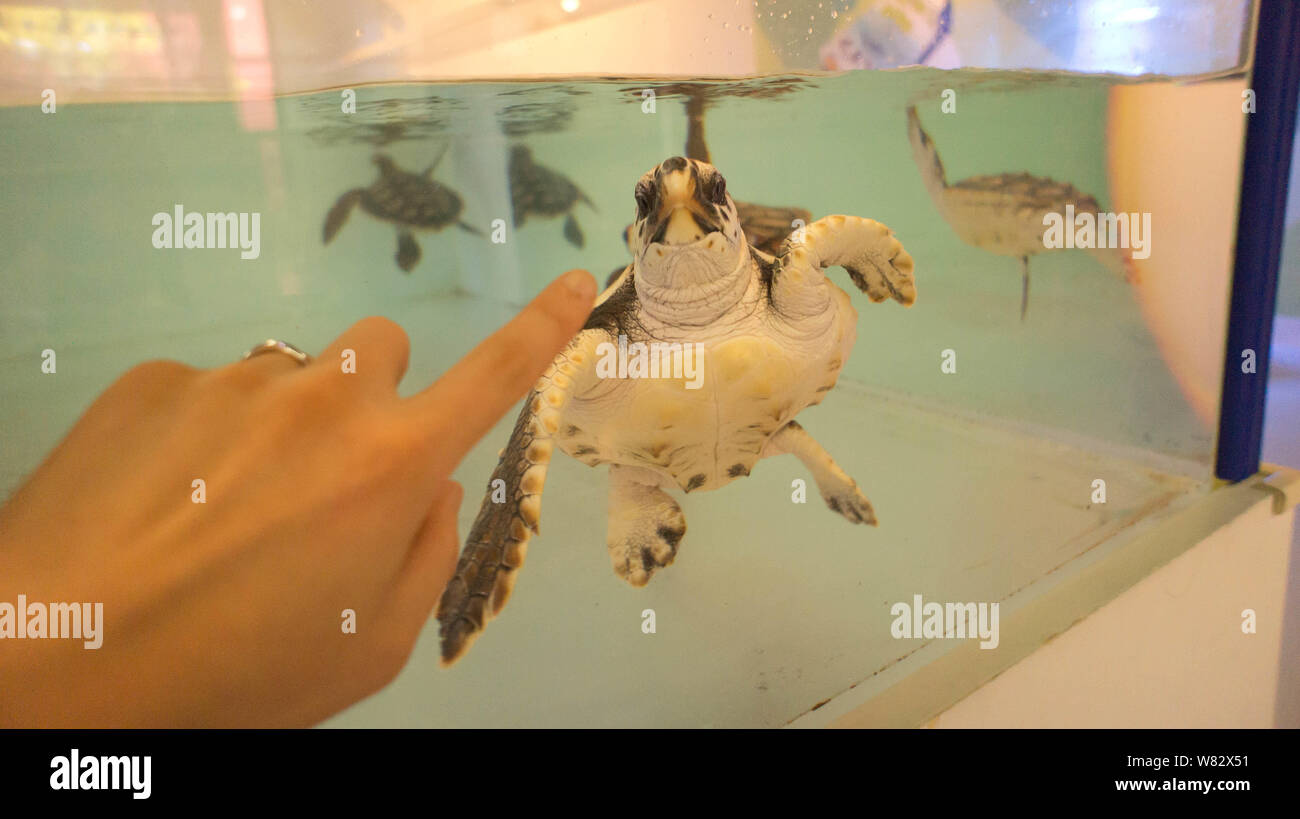 Baby turtle of Kaiyukan aquarium in Osaka, Japan Stock Photo - Alamy
