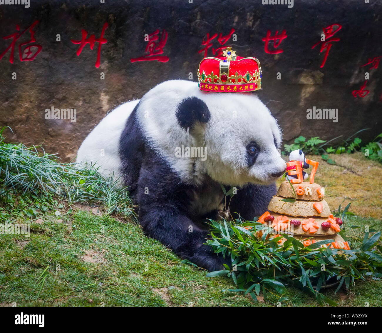 The world's eldest giant panda Basi eats her birthday cake-shaped ...