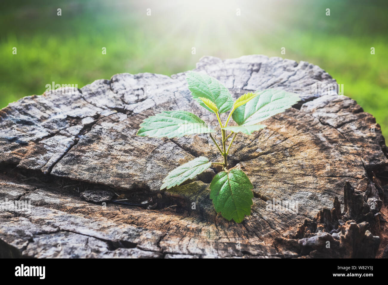 Tree concept age hi-res stock photography and images - Alamy