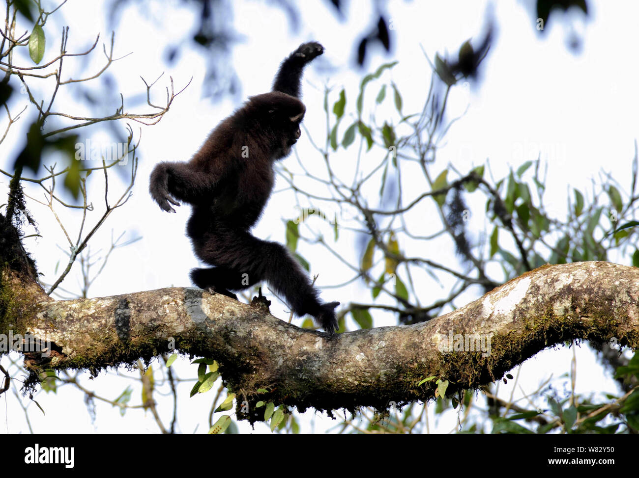 Hoolock gibbon hi-res stock photography and images - Alamy