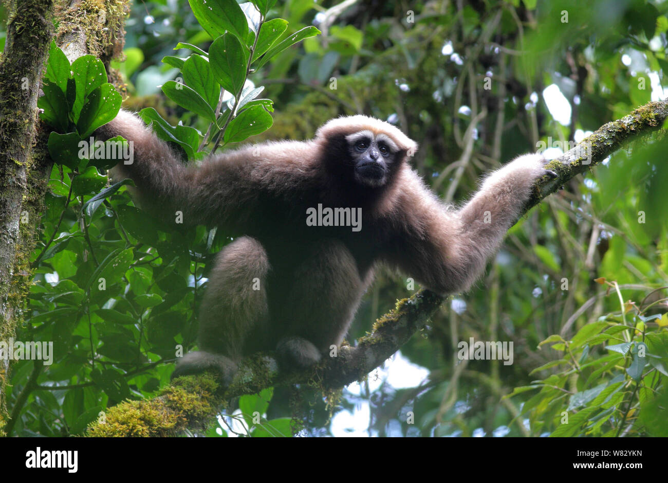 Hoolock gibbon hi-res stock photography and images - Alamy