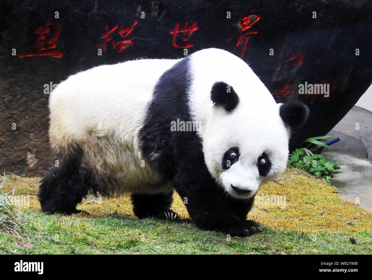 The world's eldest giant panda Basi wanders during her 37th Birthday ...