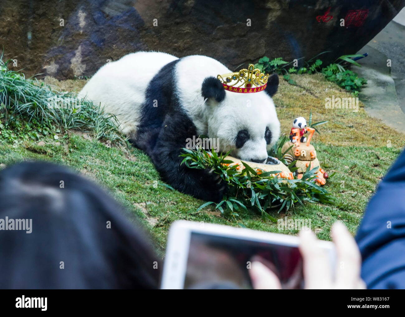 The world's eldest giant panda Basi eats her birthday cake-shaped ...