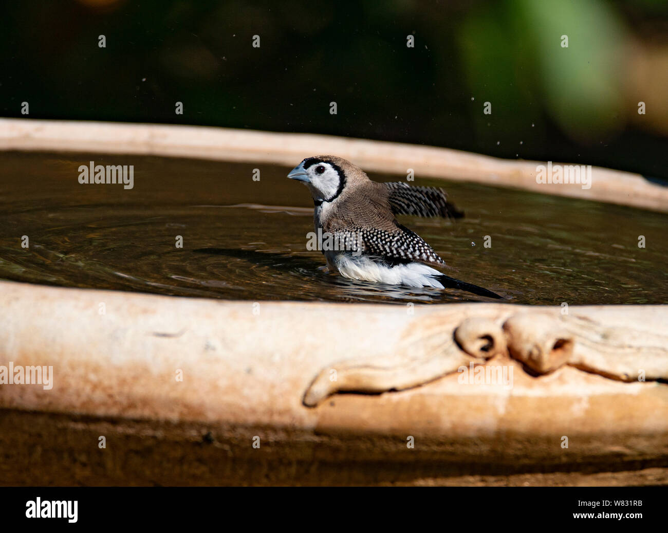 Australian bird in bird bath hi-res stock photography and images - Alamy