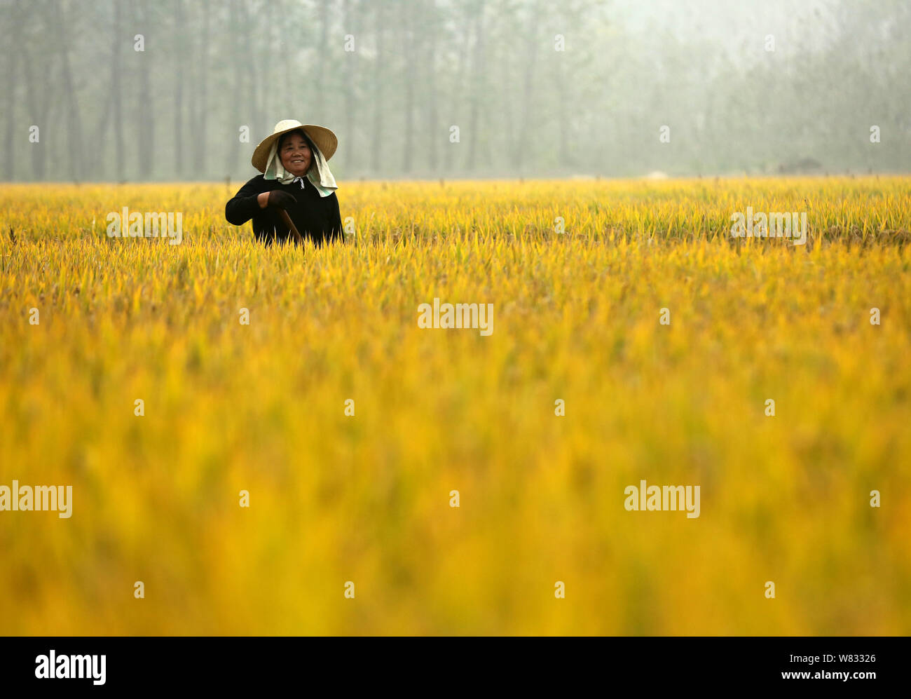 China rice farming jiangsu hi-res stock photography and images - Alamy