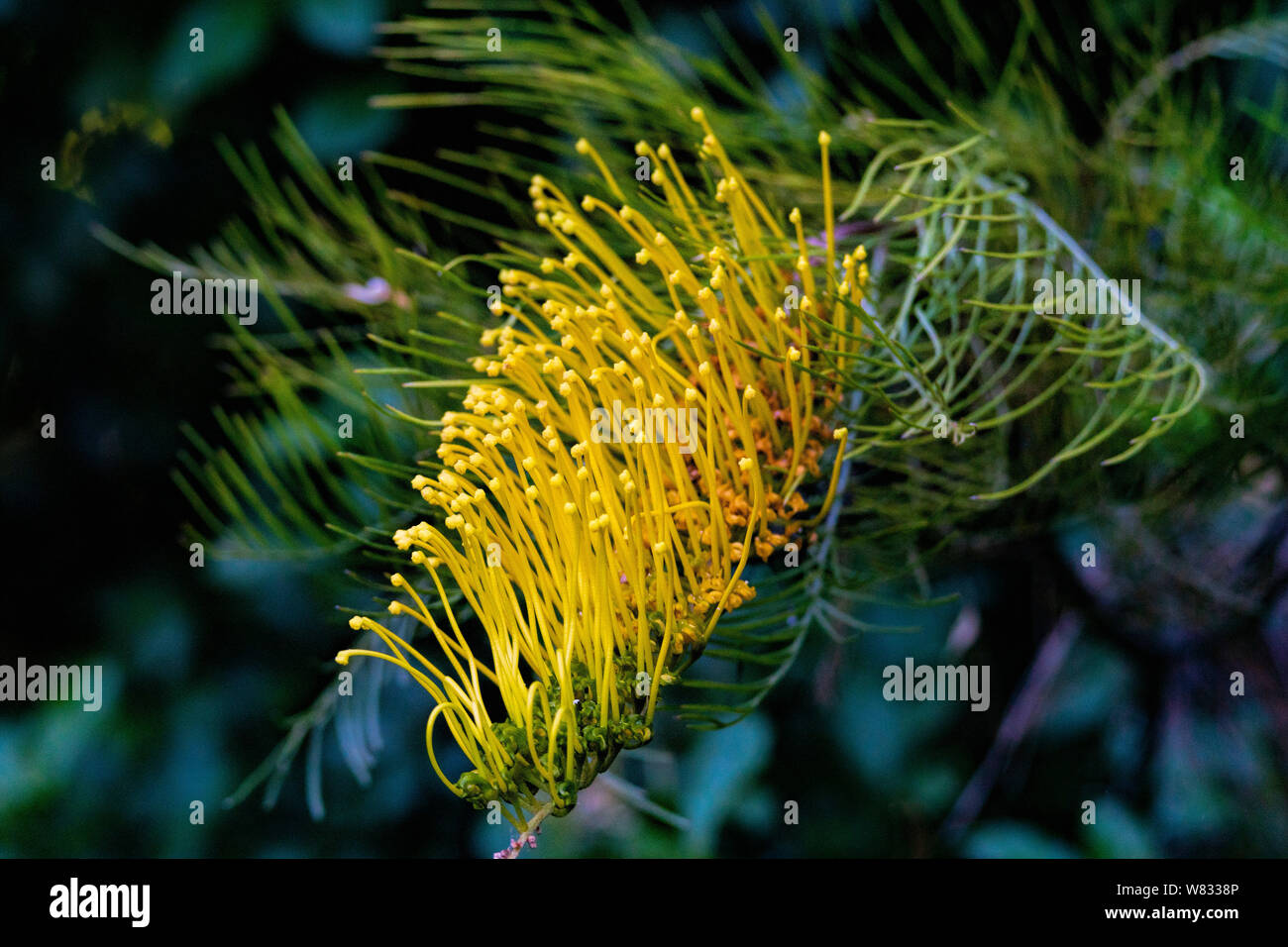 Australian golden flower hi-res stock photography and images - Alamy