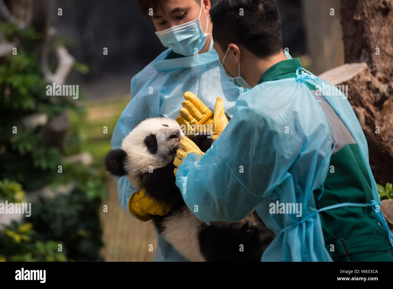 A keeper holds one of the twin giant panda cubs "Jianjian" and ...
